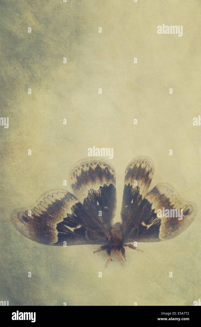 Moth moths insects hi-res stock photography and images - Alamy