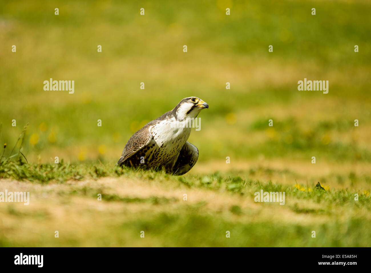 Laggar Falcon (Falco jugger), here seen on the ground just after ...