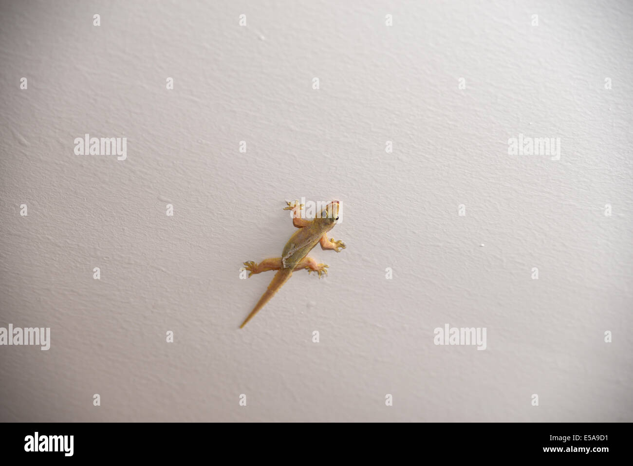 Wall gecko hi-res stock photography and images - Alamy
