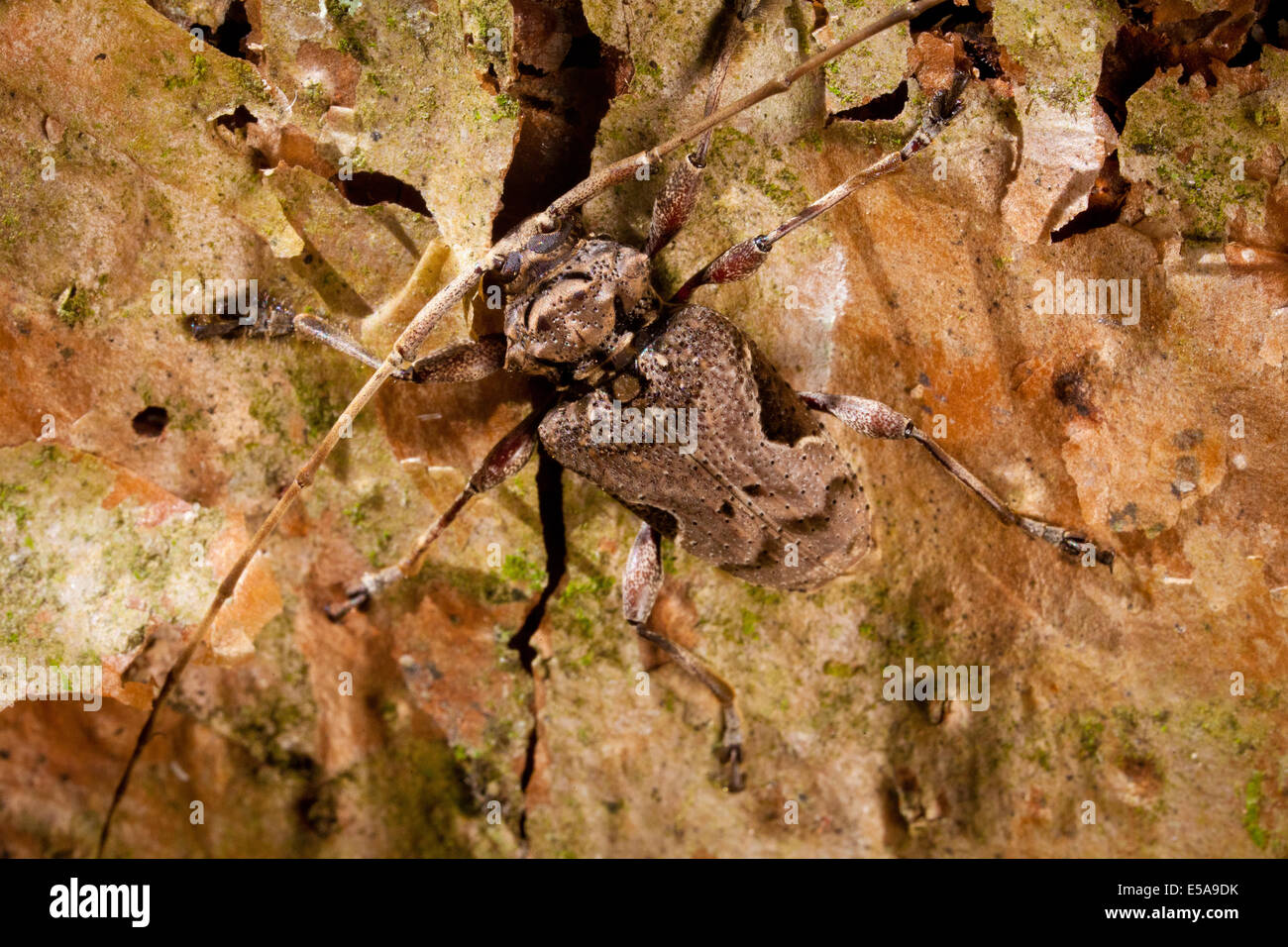 Insect insects wildlife panama hi-res stock photography and images - Alamy