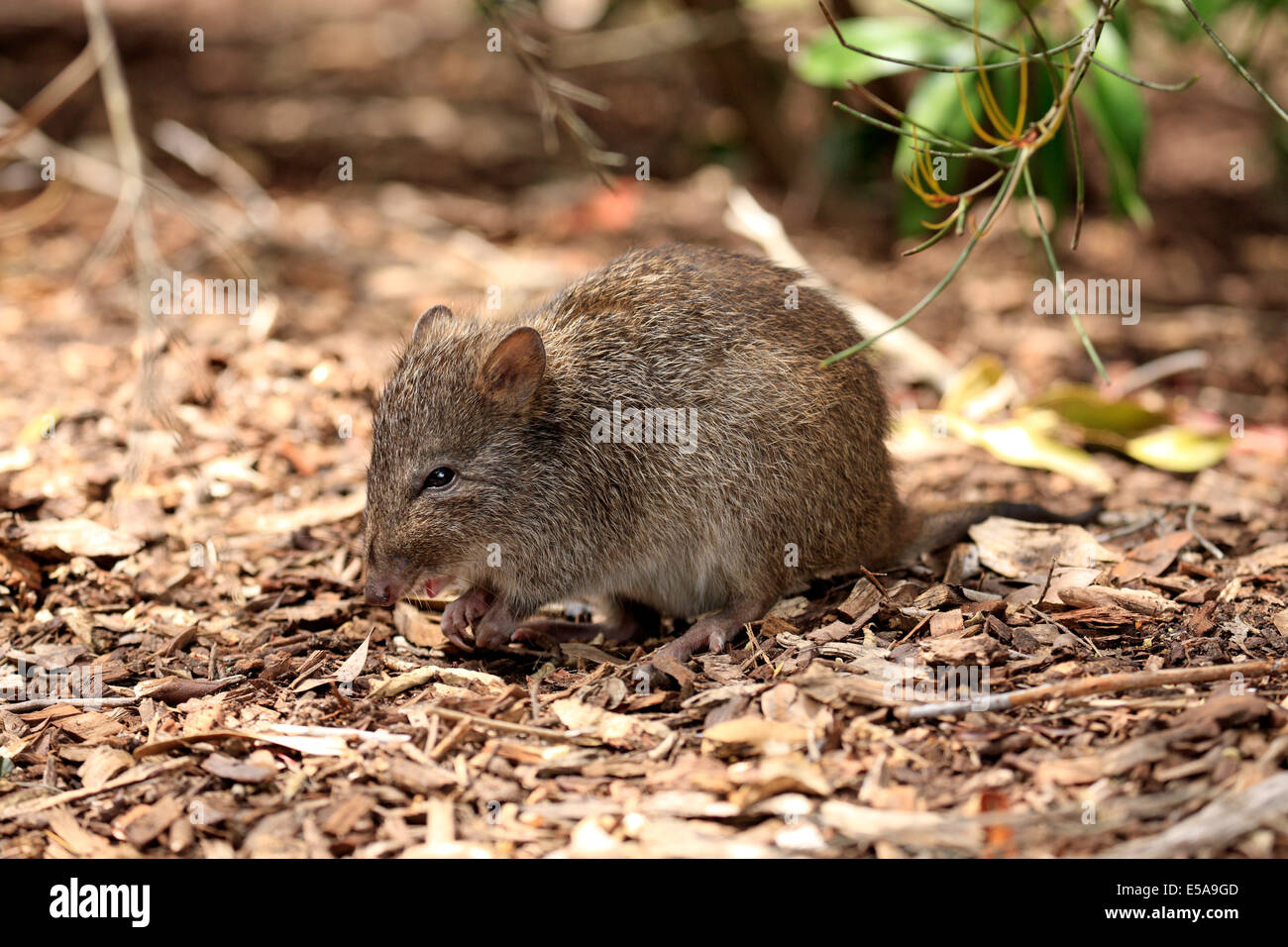 Potoroo hi-res stock photography and images - Alamy