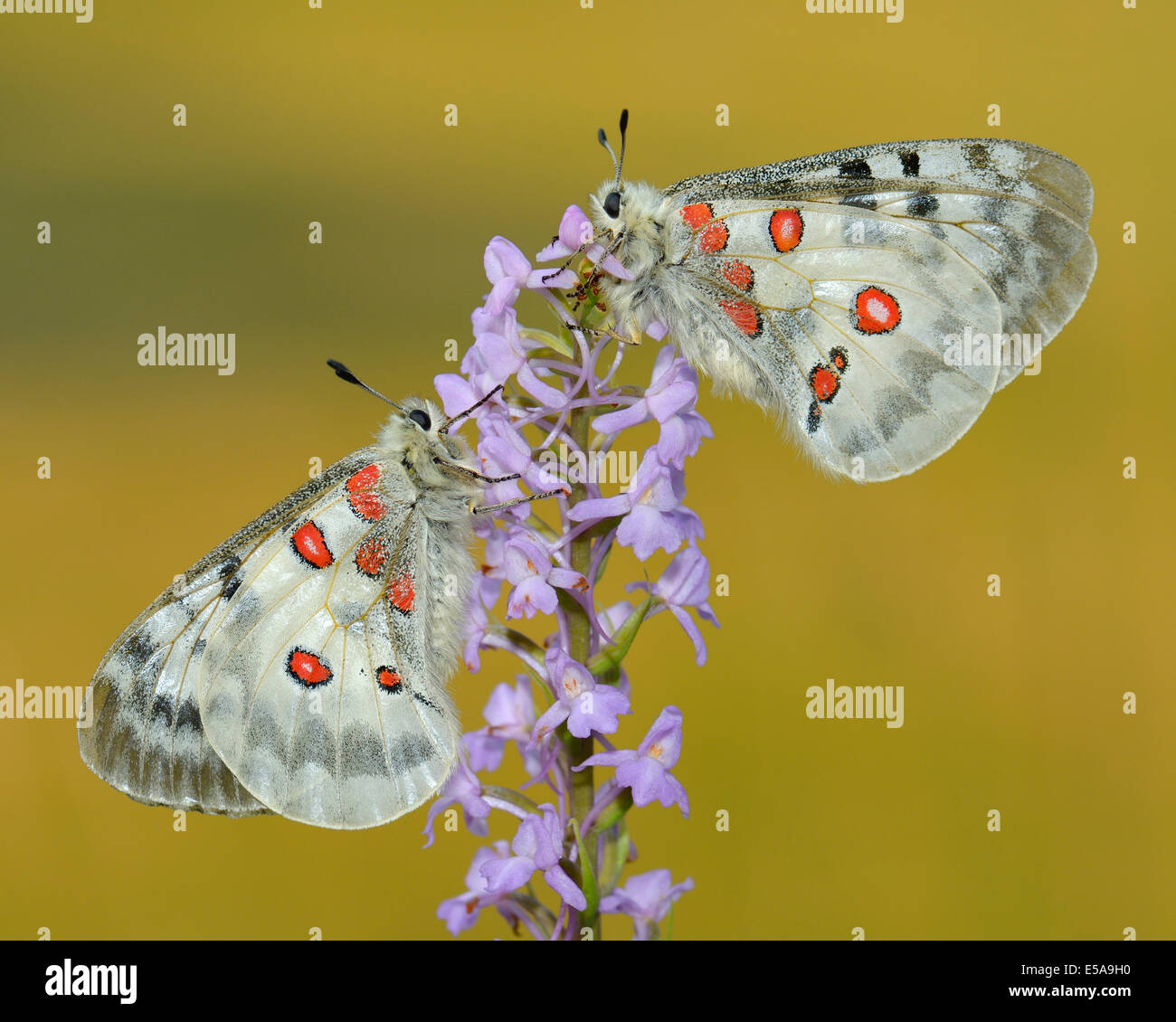 Apollo Butterflies (Parnassius apollo), two butterflies feeding on a ...