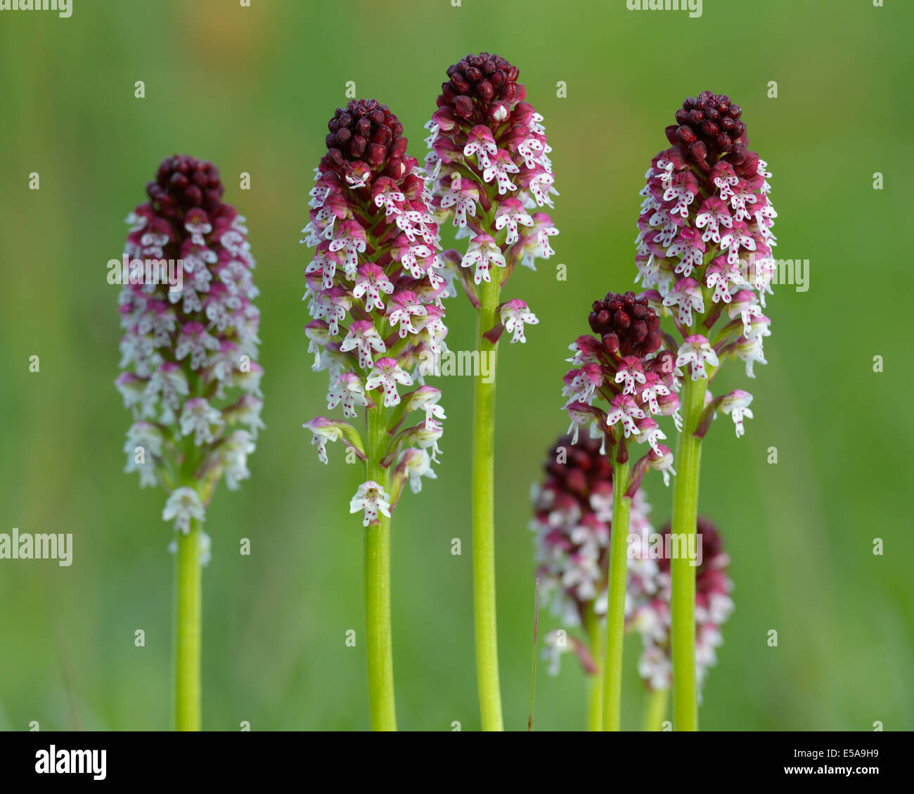 Orchis flower hi-res stock photography and images - Alamy