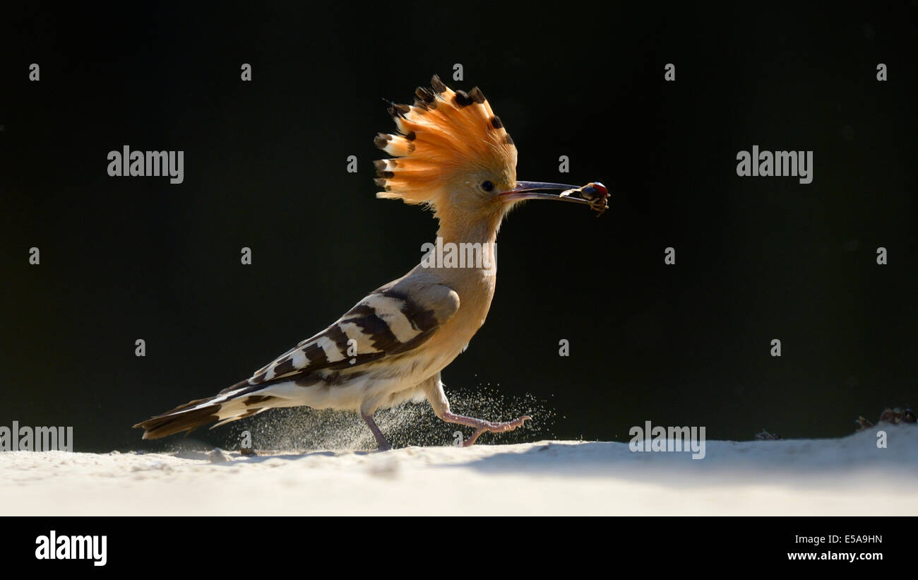 Upupa upupa epops hi-res stock photography and images - Alamy