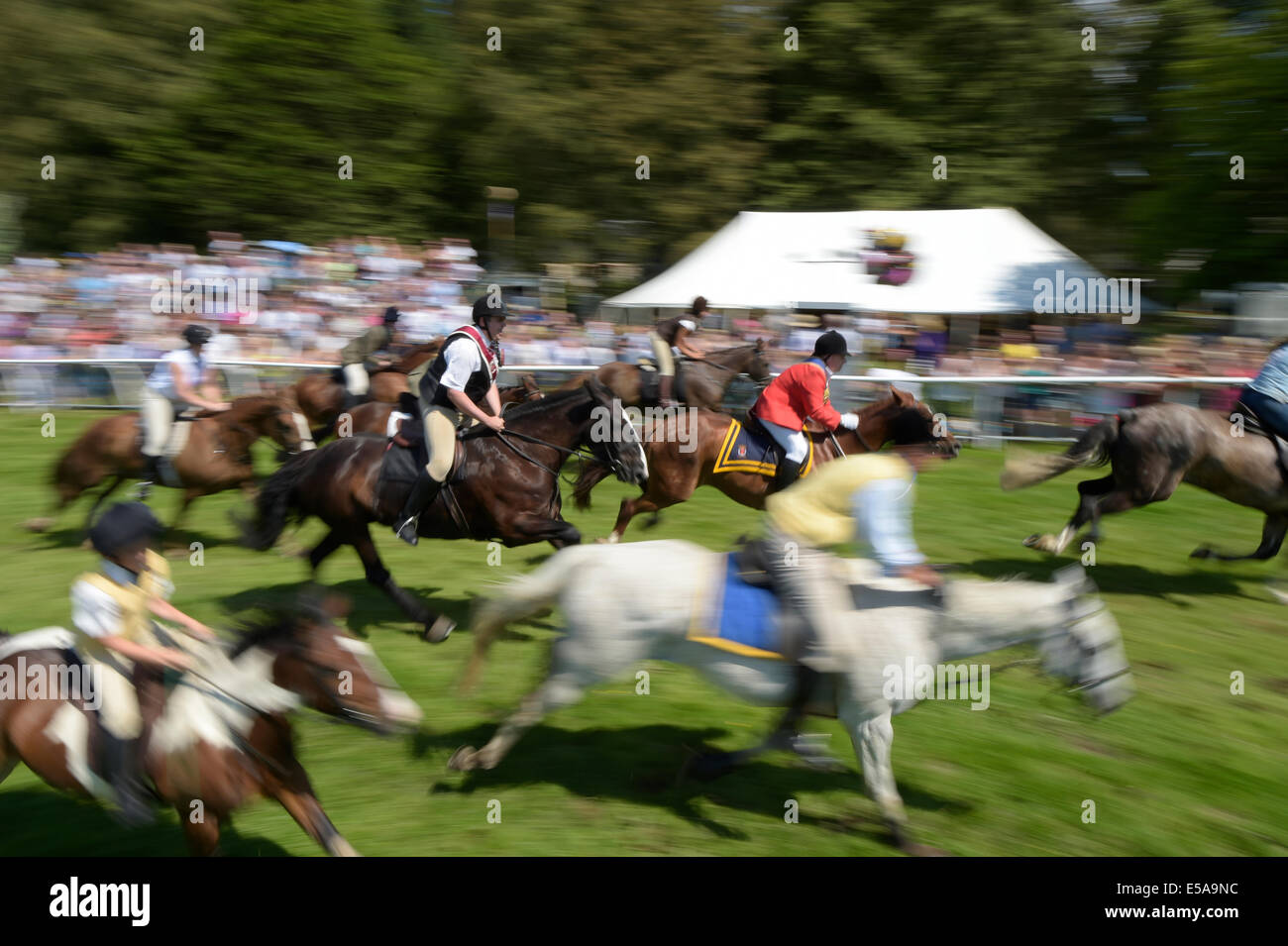 Langholm thistle hi-res stock photography and images - Alamy