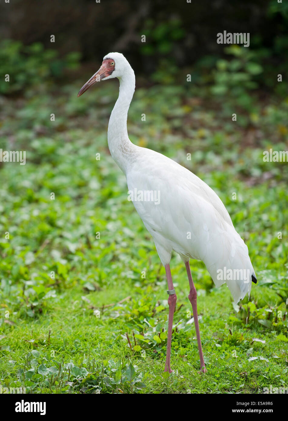 White Crane