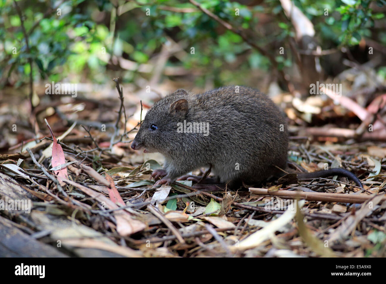 Long nosed potoroo potorous tridactylus hi-res stock photography and ...