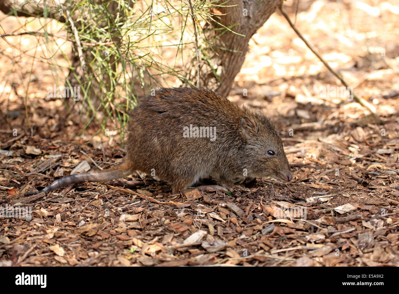 Long nosed potoroo hi-res stock photography and images - Alamy