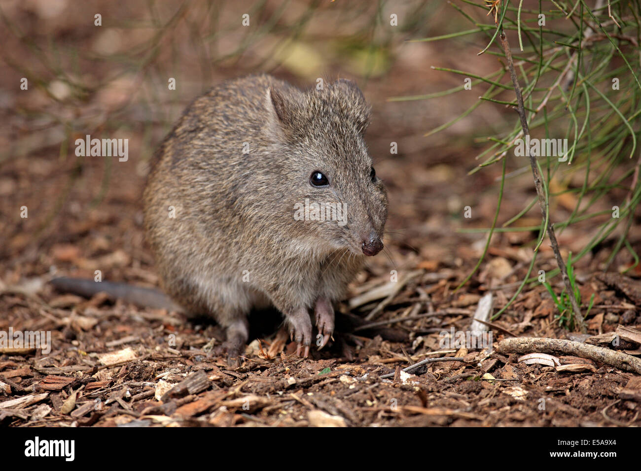 Long-nosed potoroo (Potorous tridactylus) adult, foraging, South ...