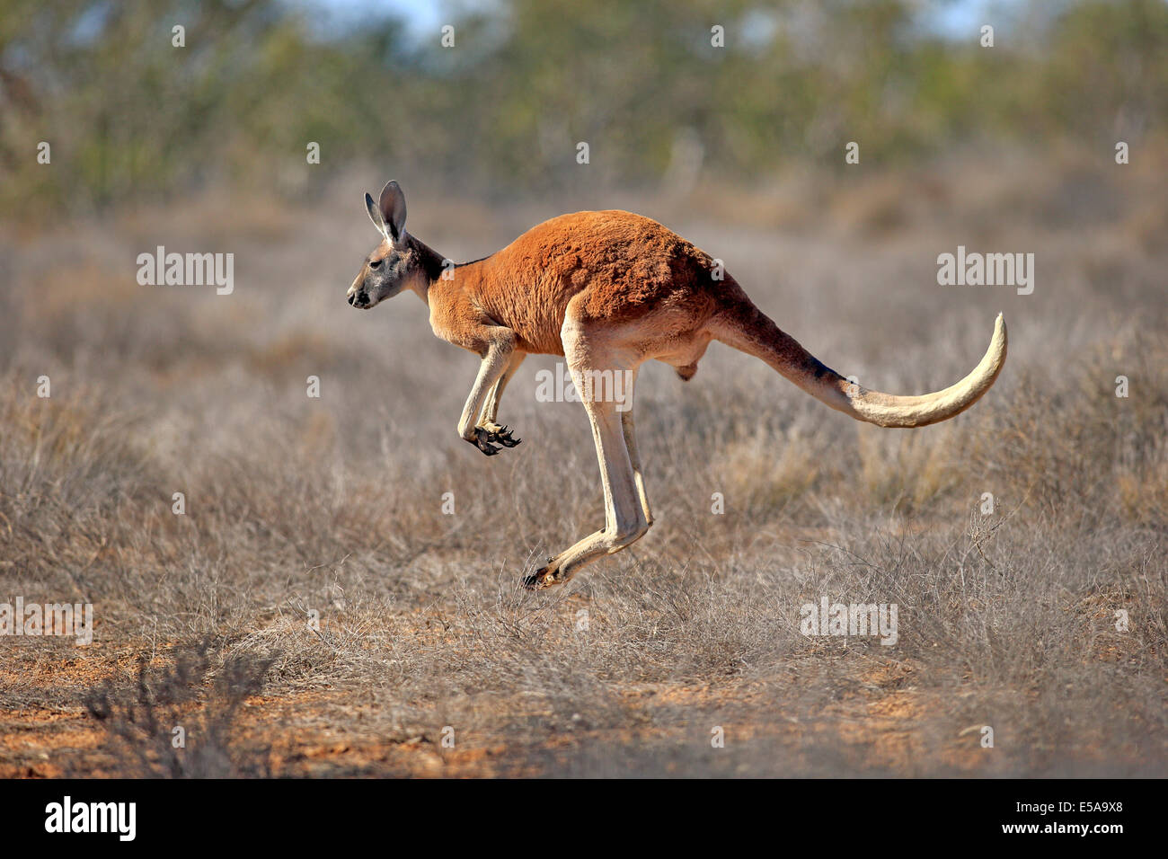 Male red kangaroo jumping hi-res stock photography and images - Alamy
