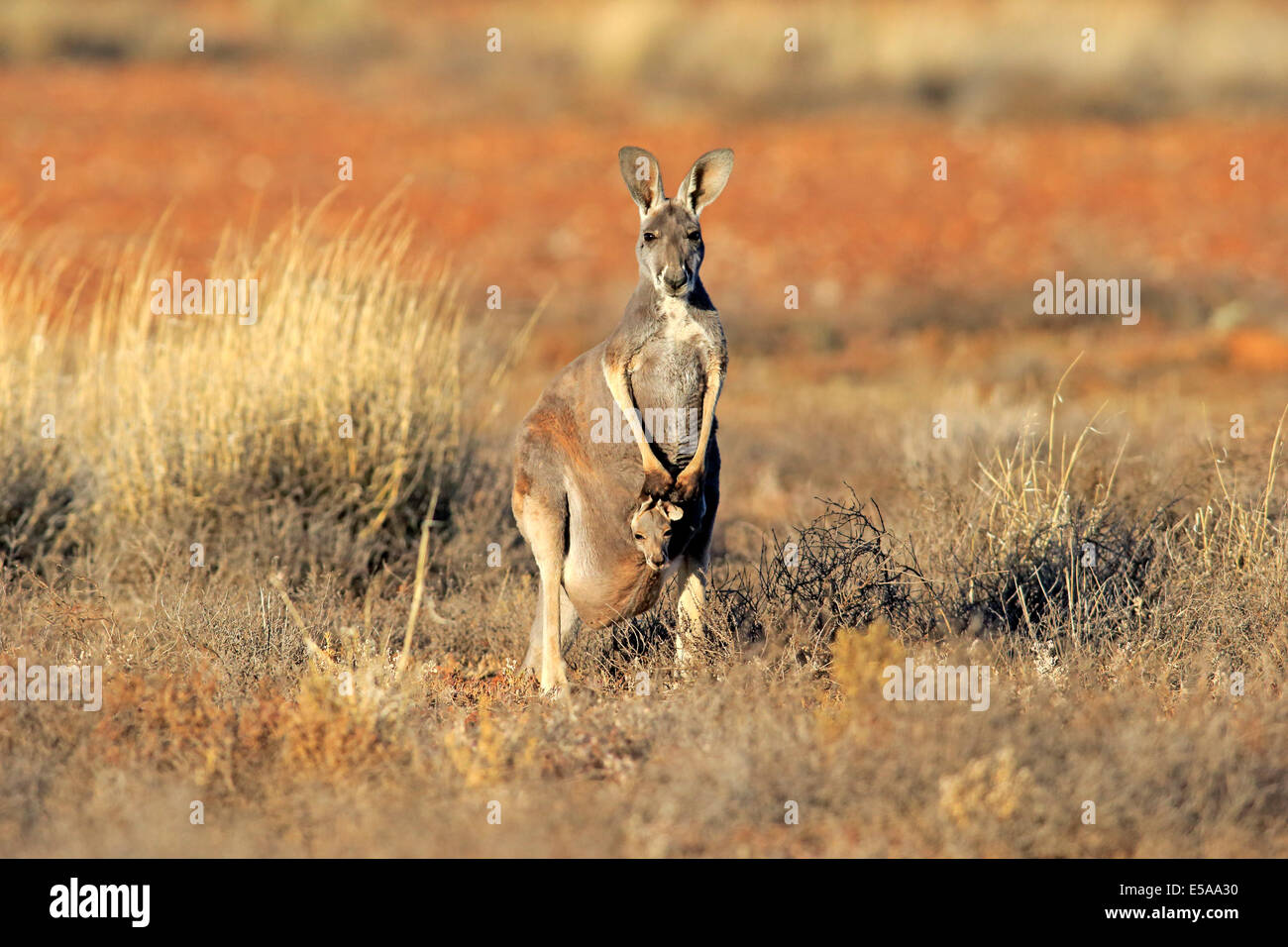 Red Kangaroo (Macropus rufus) mother with young in her pouch, alert ...