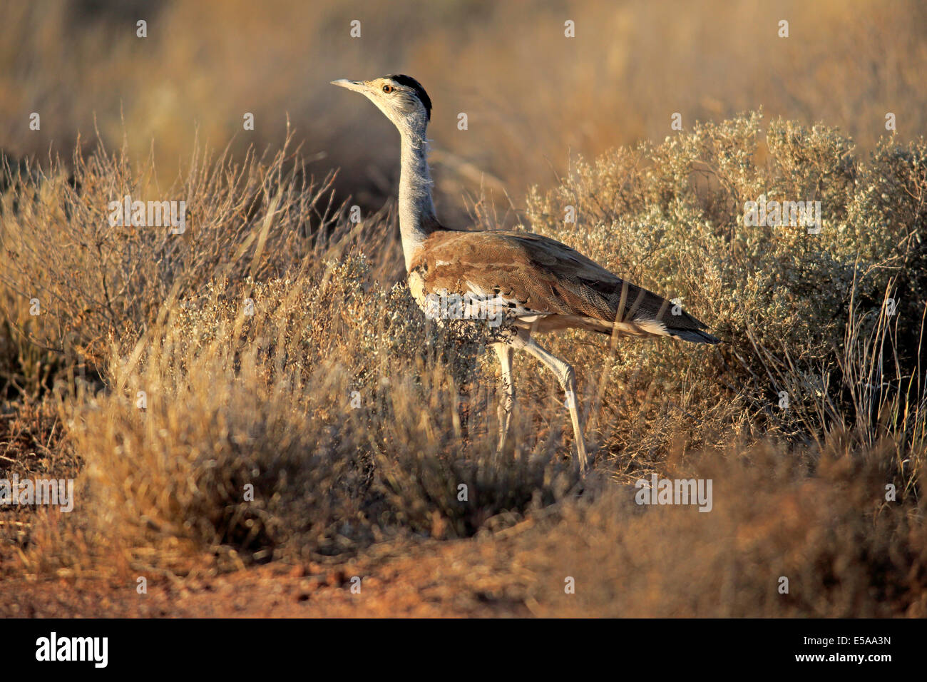 Australian bustard hi-res stock photography and images - Alamy