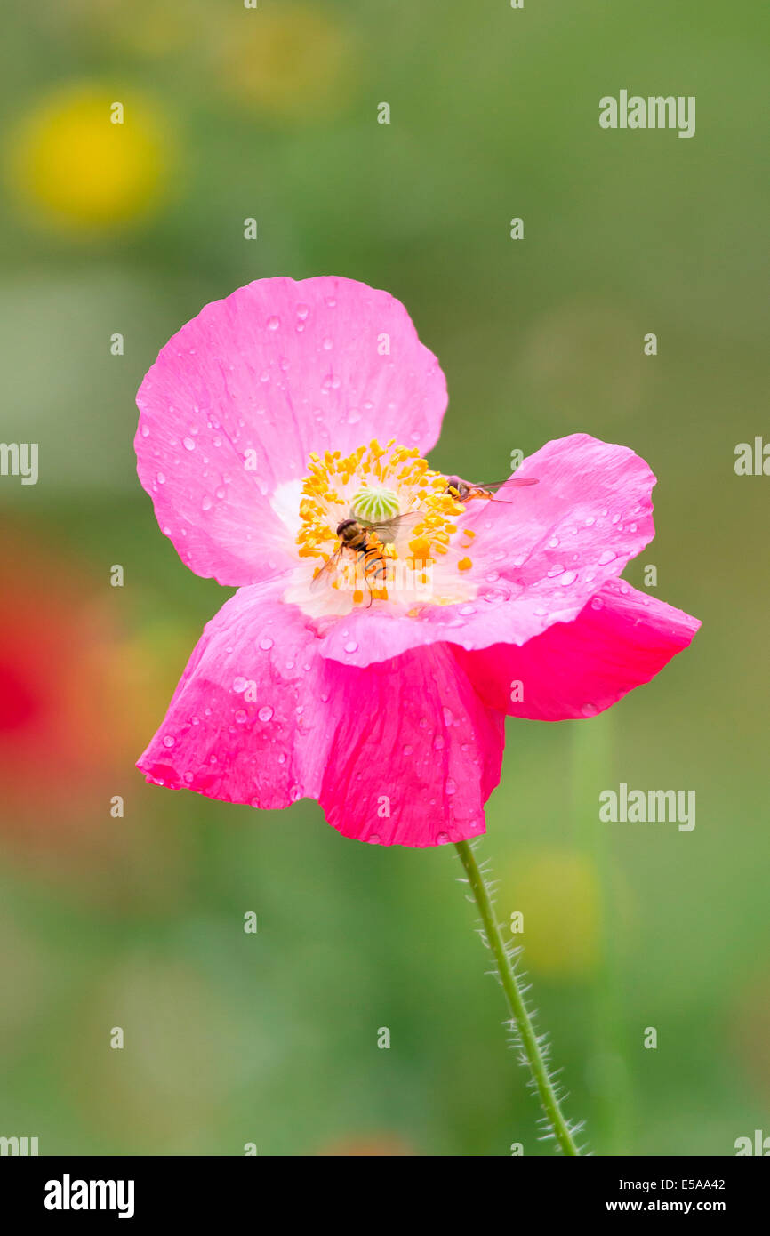 Poppy flower hi-res stock photography and images - Alamy