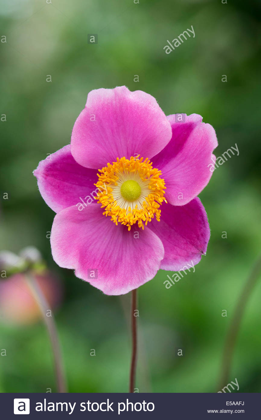 Anemone Hupehensis Hadspen Abundance Stock Photos & Anemone Hupehensis ...