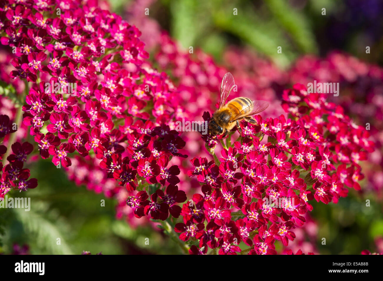 Bombus apoidae hi-res stock photography and images - Alamy