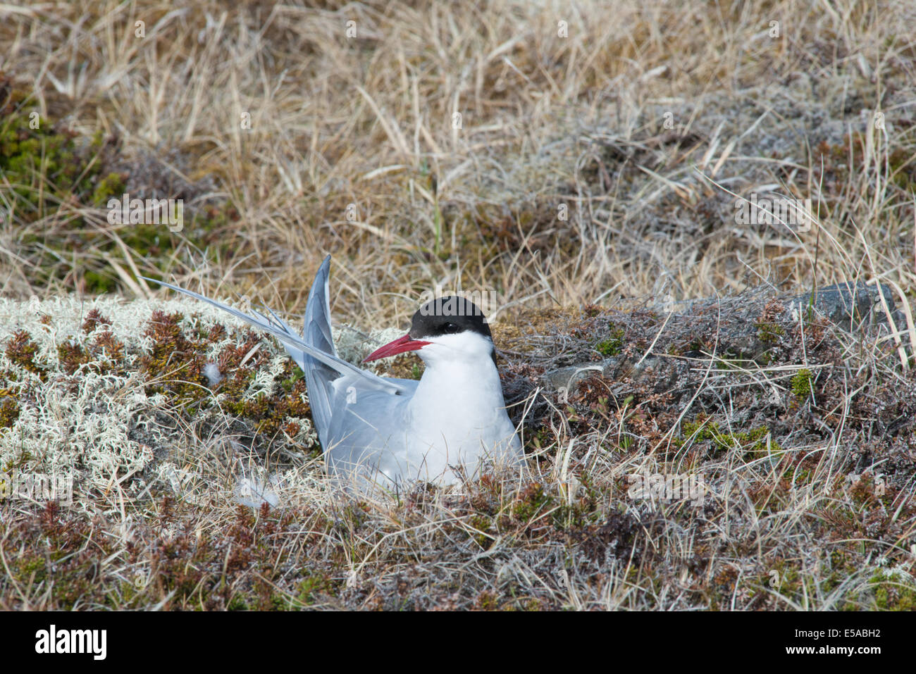 An Arctic tern on its nest Stock Photo - Alamy