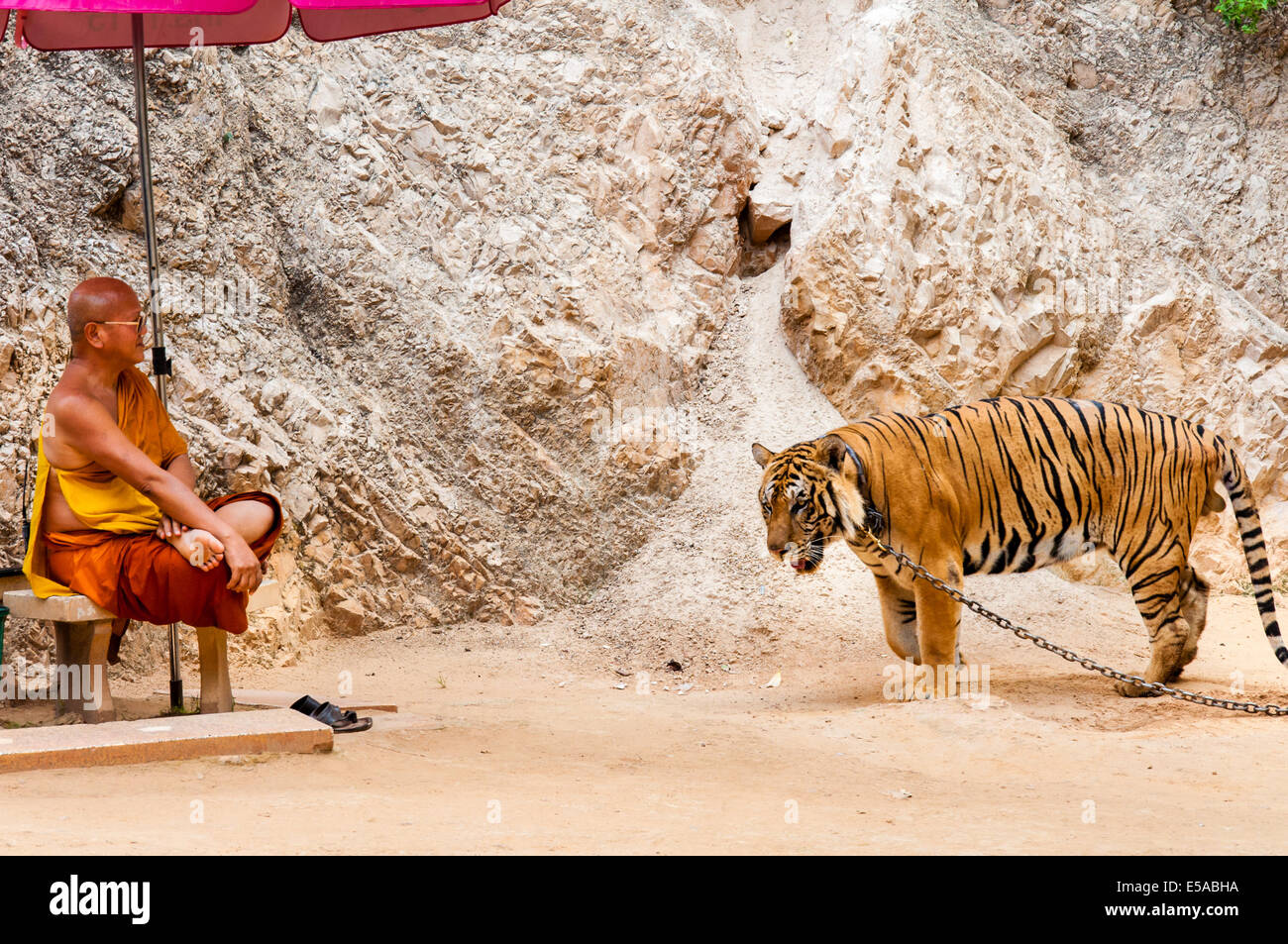 Buddhist monk with a bengal tiger at the Tiger Temple on May 23, 2014 ...