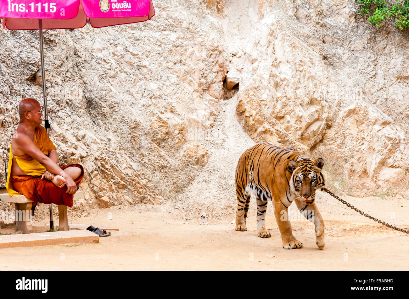 Buddhist monk with a bengal tiger at the Tiger Temple on May 23, 2014 ...