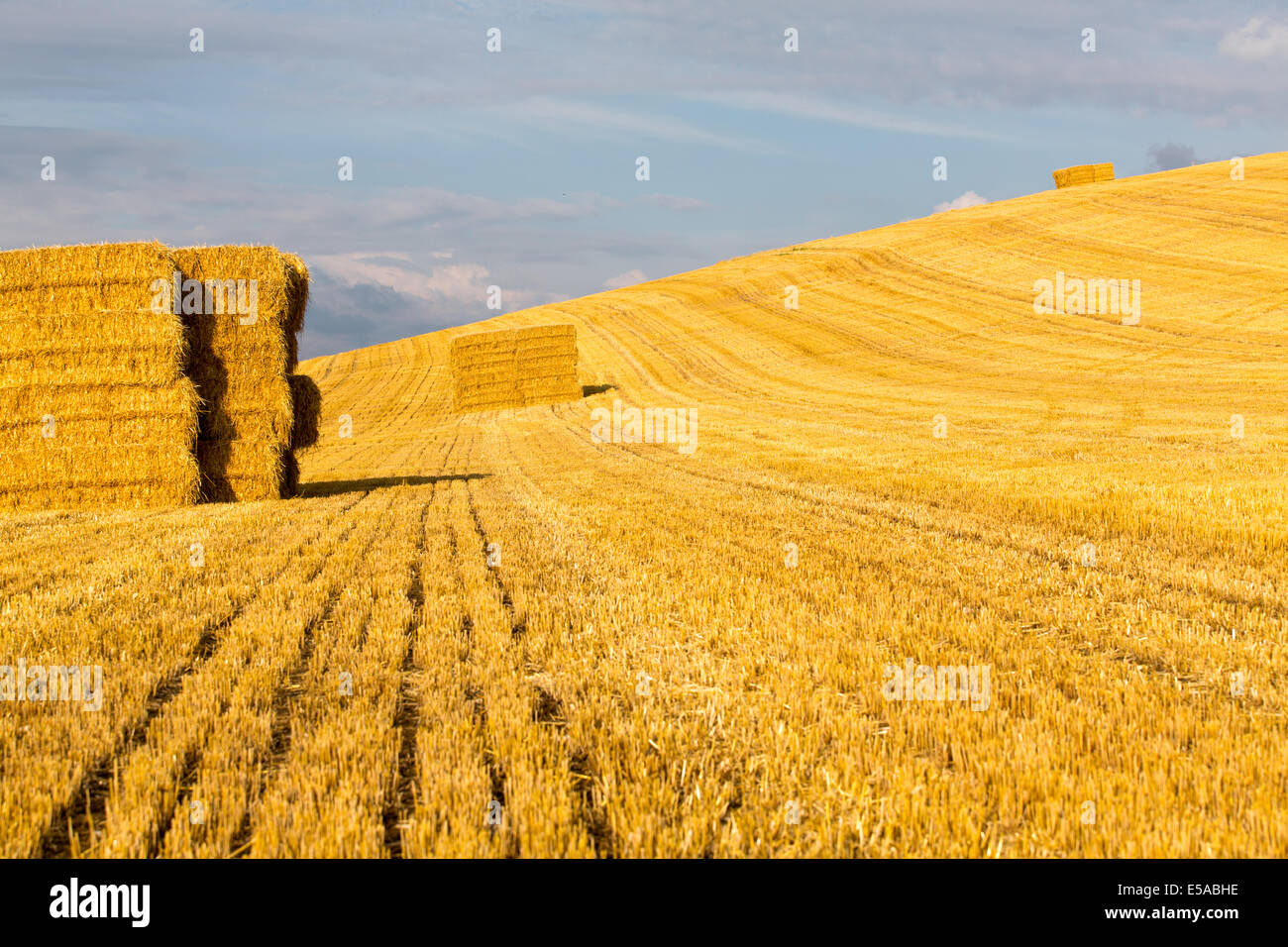 Hay bales in the English countryside Stock Photo - Alamy