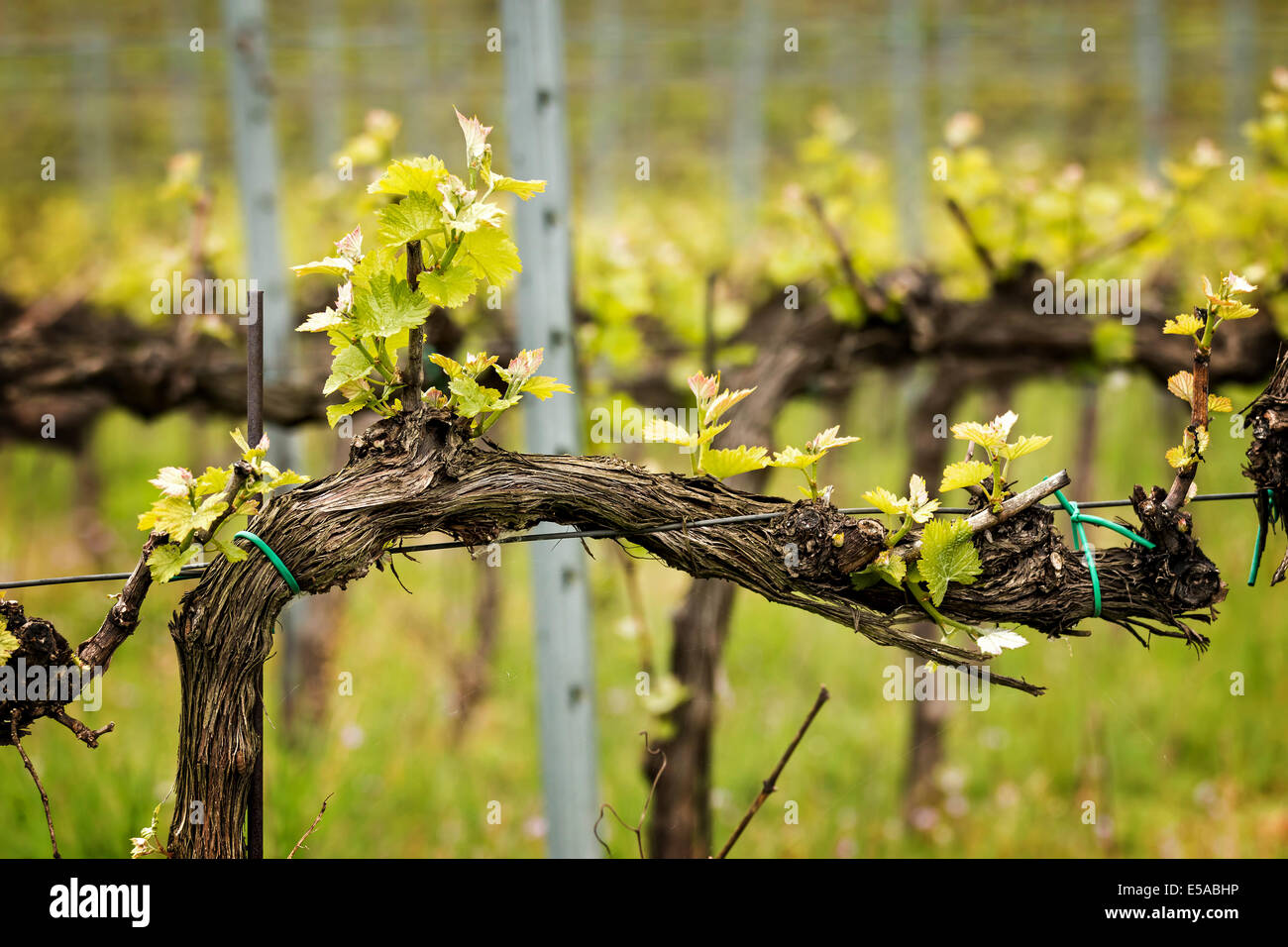 Beautiful detail of grapes in spring at the sunset light Stock Photo ...