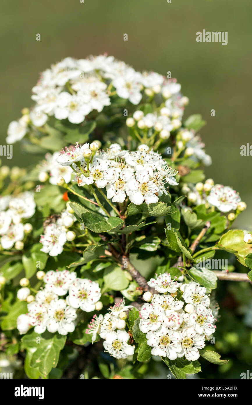 Close up of hawthorn bush flowers Stock Photo - Alamy