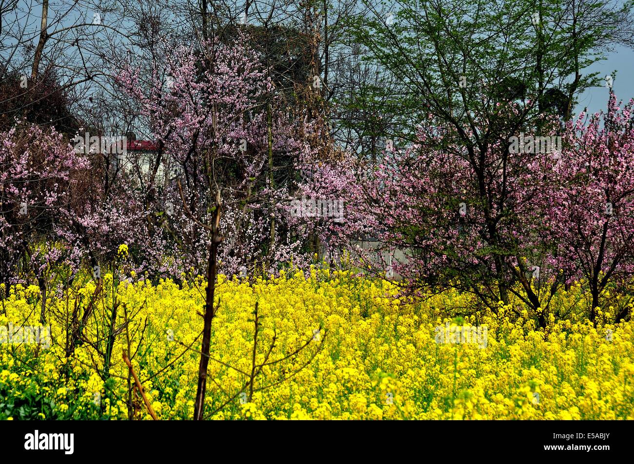 Farm village peach hi-res stock photography and images - Alamy