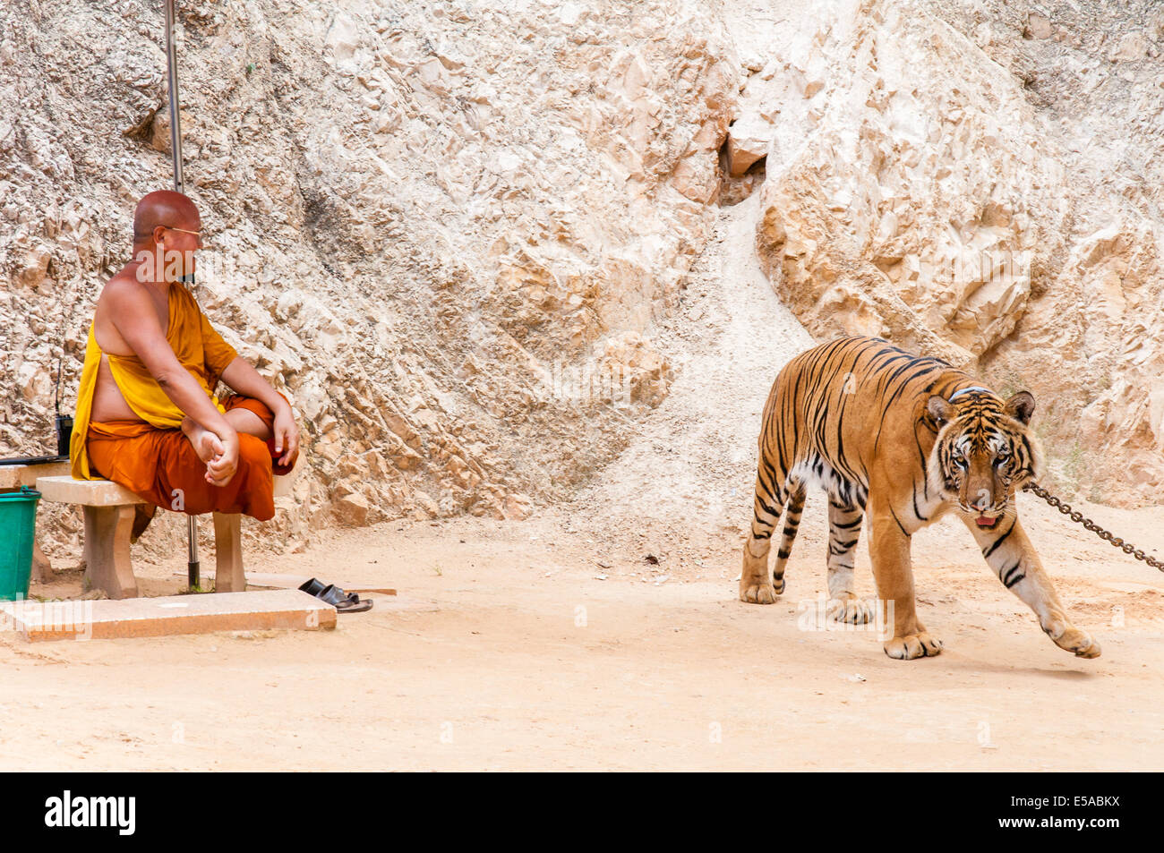 Buddhist monk with a bengal tiger at the Tiger Temple on May 23, 2014 ...