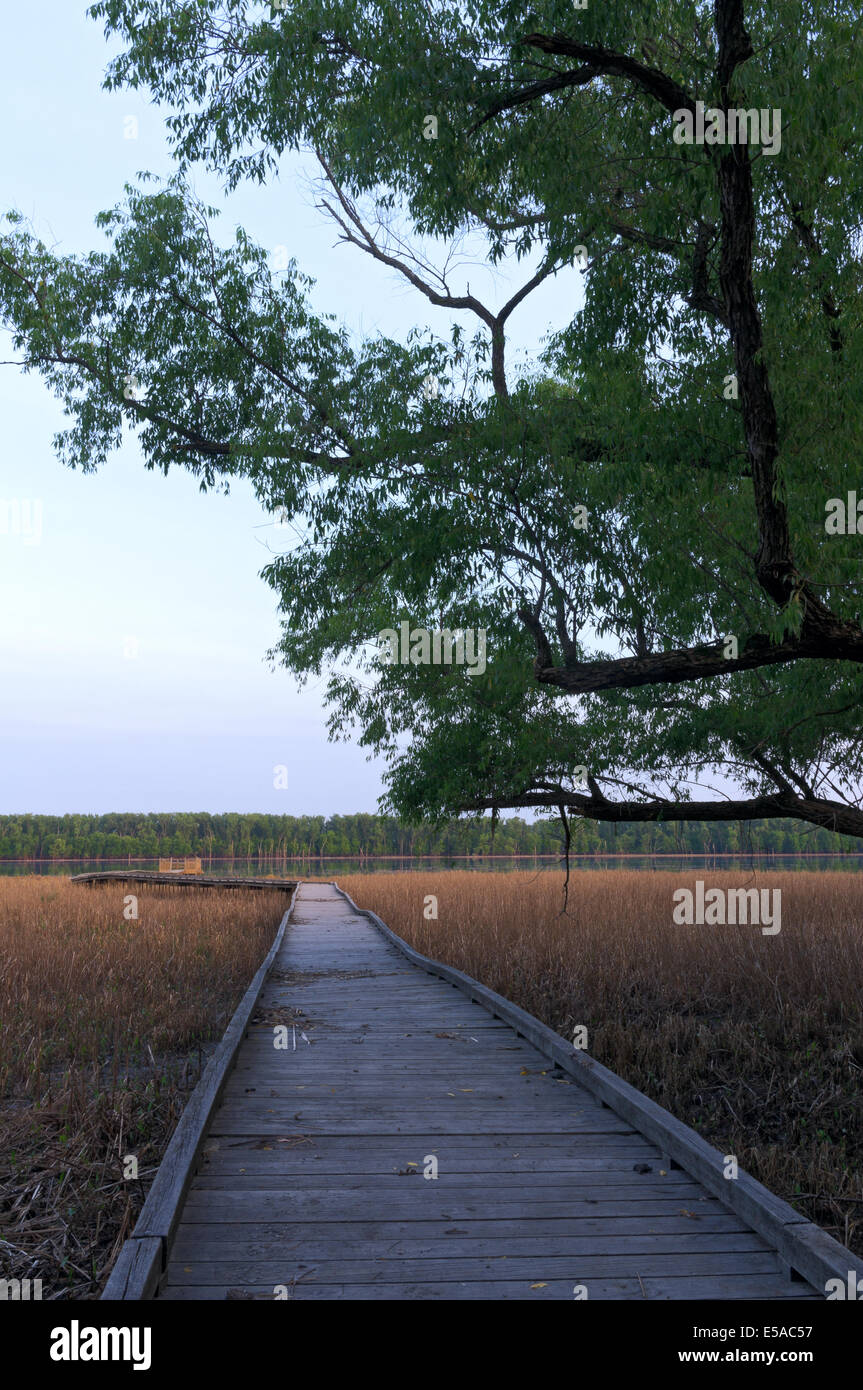 Marsh trees and boardwalk along Minnesota River in Minnesota Valley ...