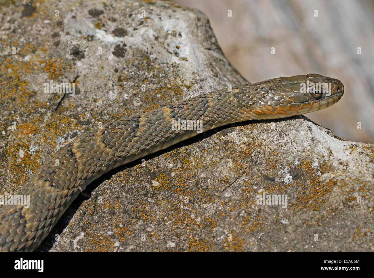 Lake erie watersnake hi-res stock photography and images - Alamy