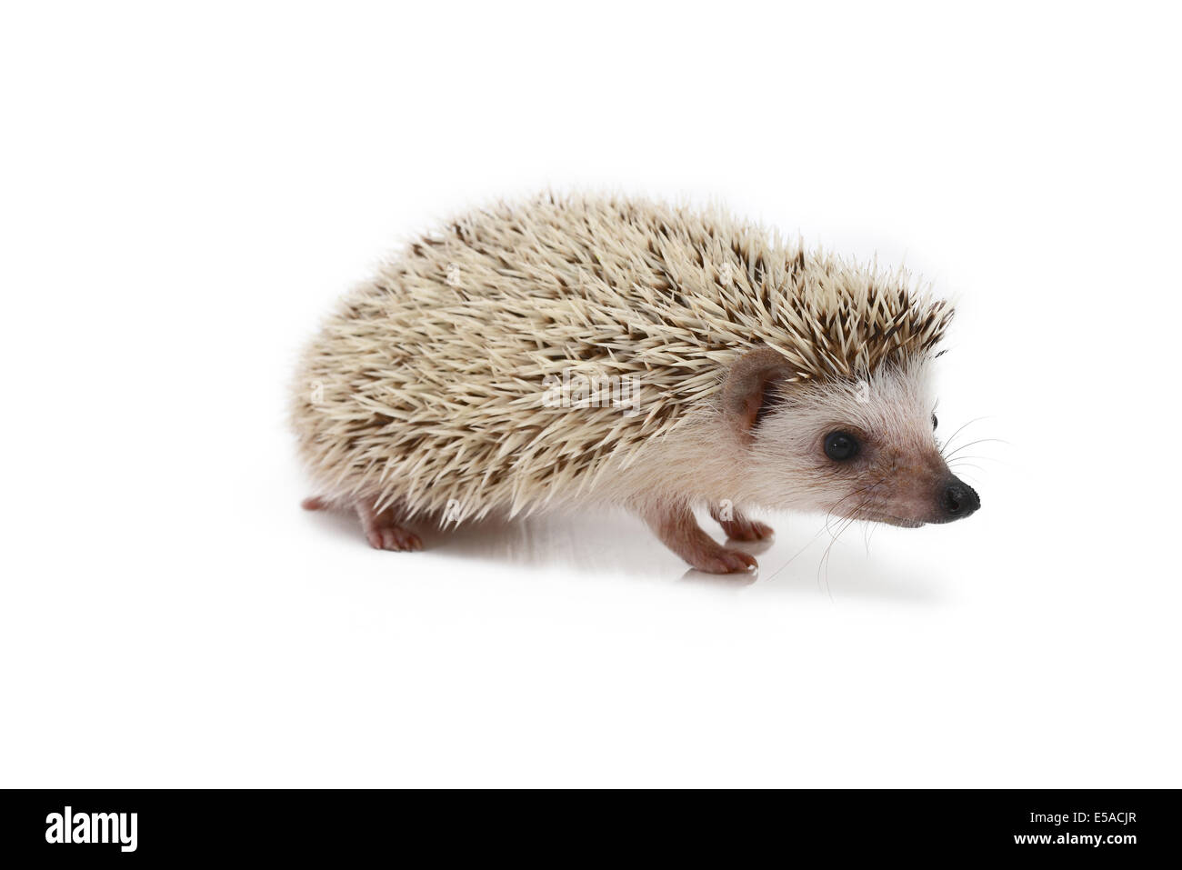 Hedgehog isolated white hi-res stock photography and images - Alamy