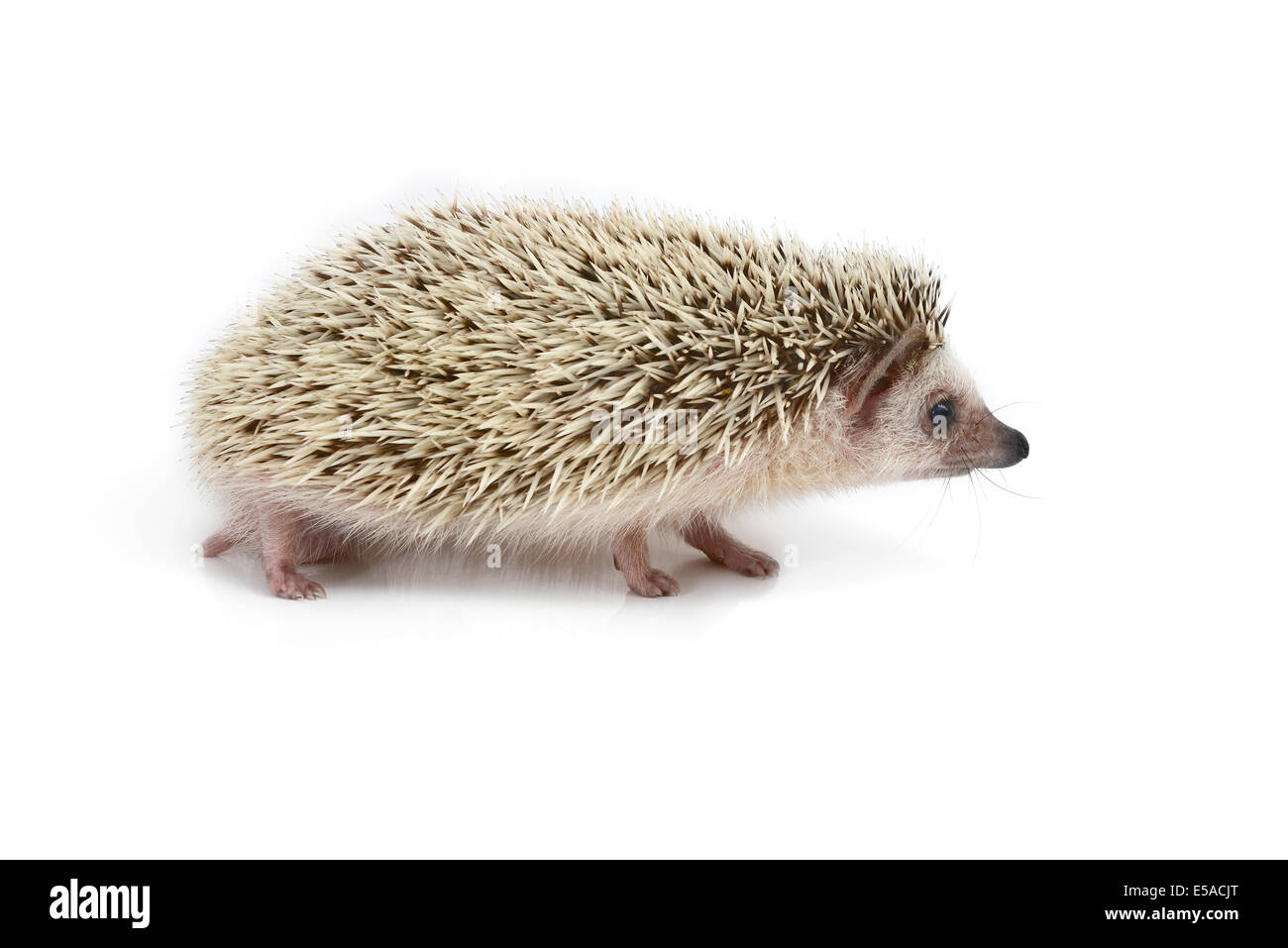 Hedgehog side view hi-res stock photography and images - Alamy