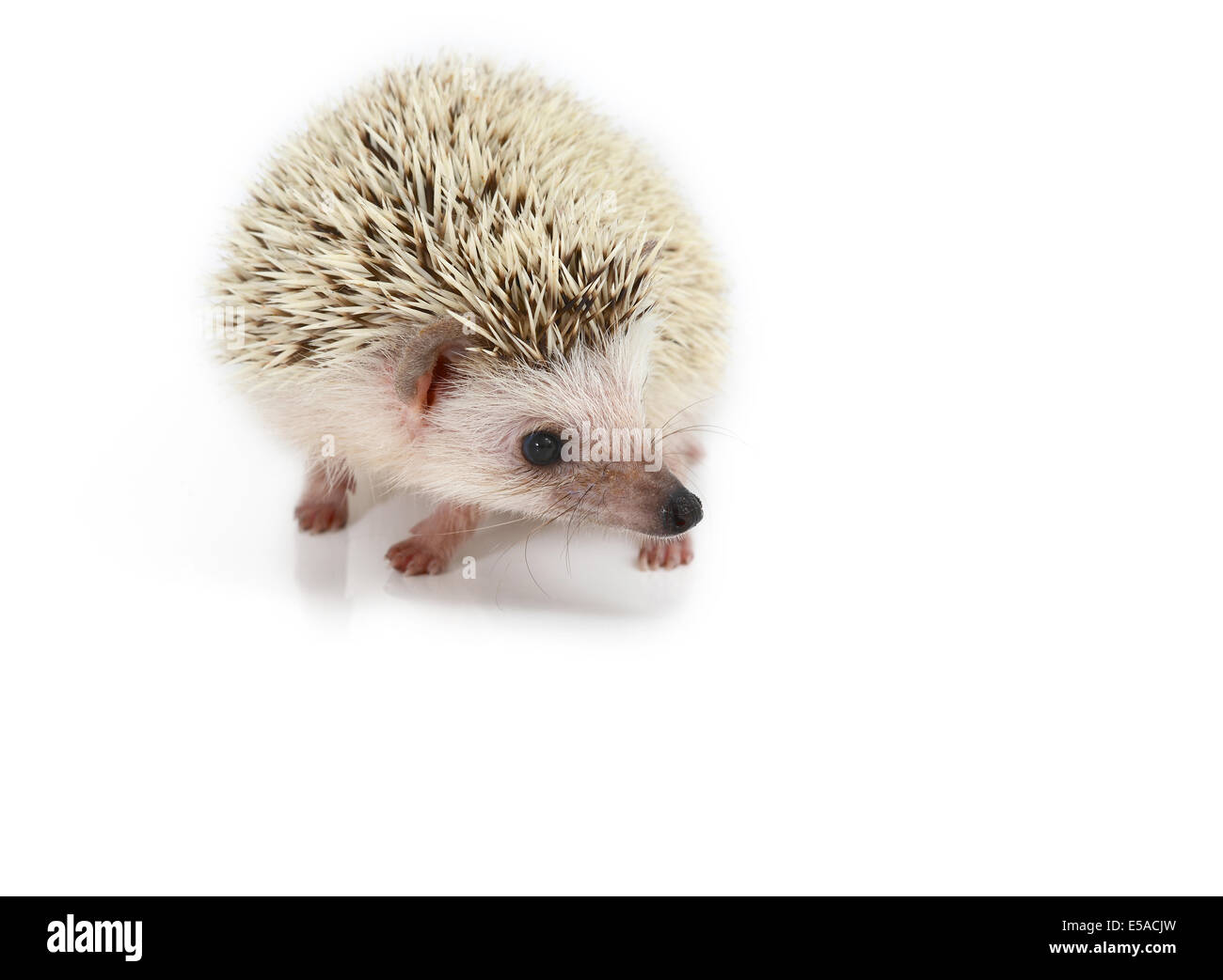 Fourtoed hedgehog hi-res stock photography and images - Alamy