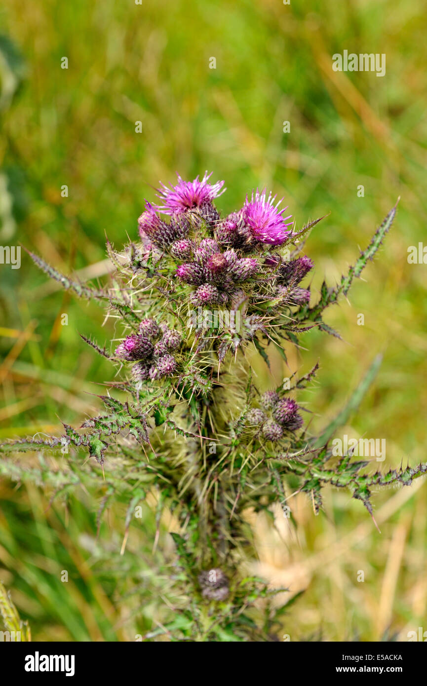 Thistle in flower Stock Photo - Alamy