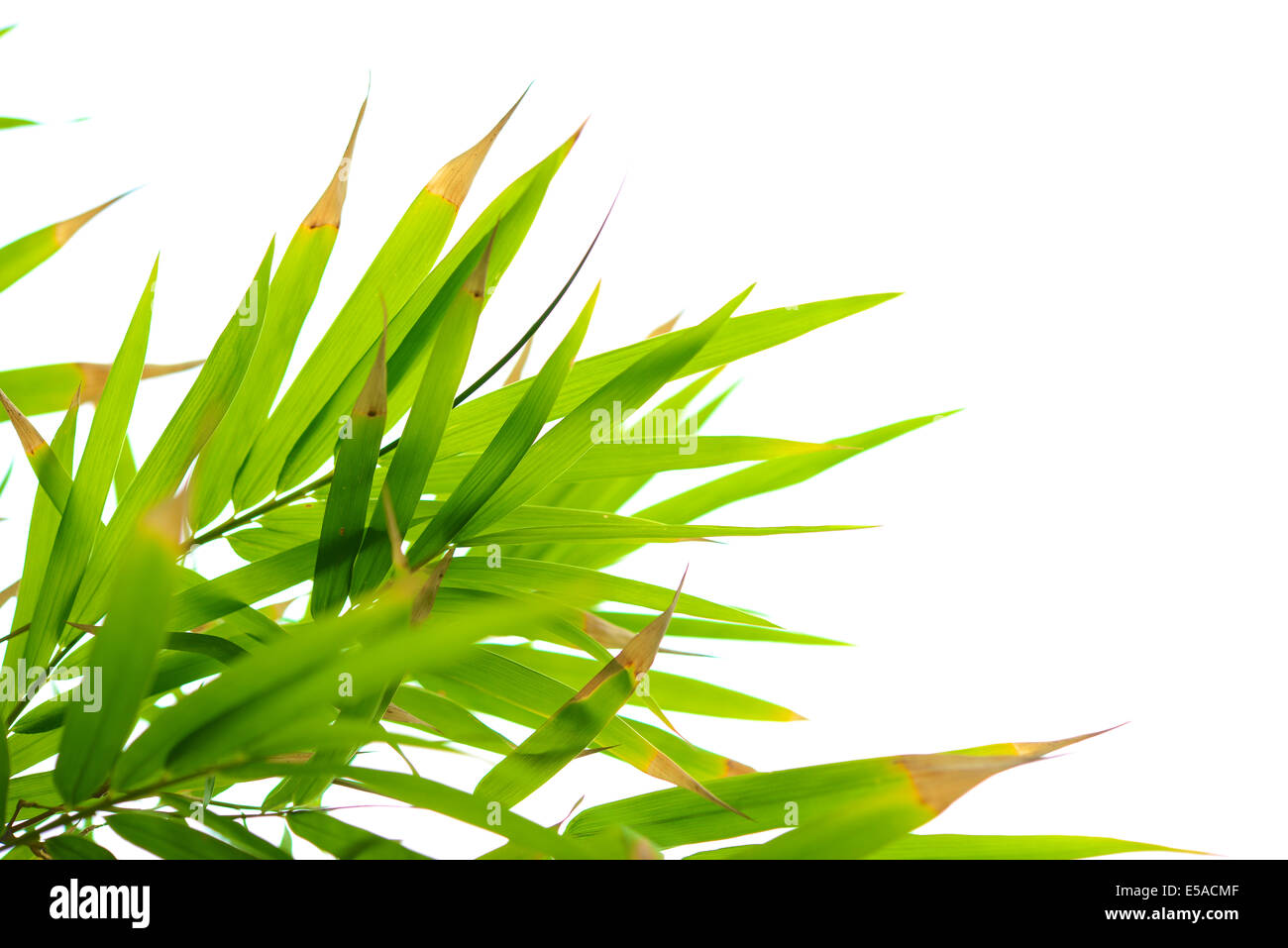 Bamboo shoot chinese hi-res stock photography and images - Alamy