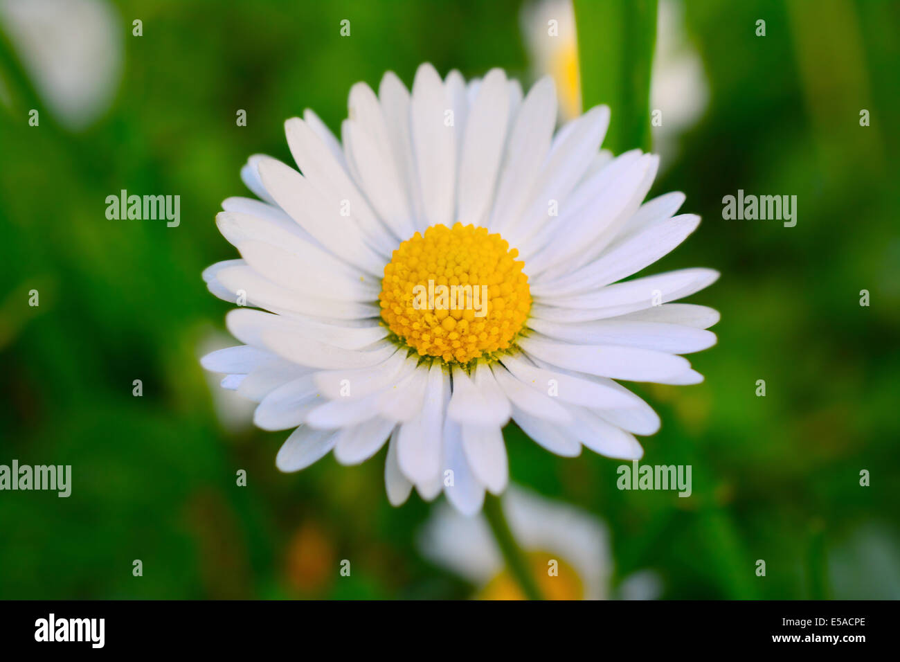 Field with wild daisy Stock Photo - Alamy