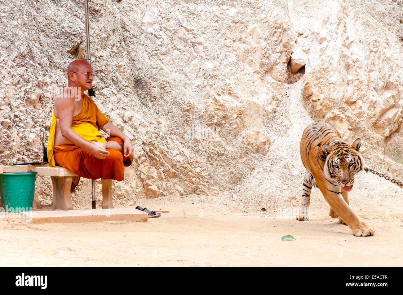 Buddhist monk with a bengal tiger at the Tiger Temple on May 23, 2014 ...