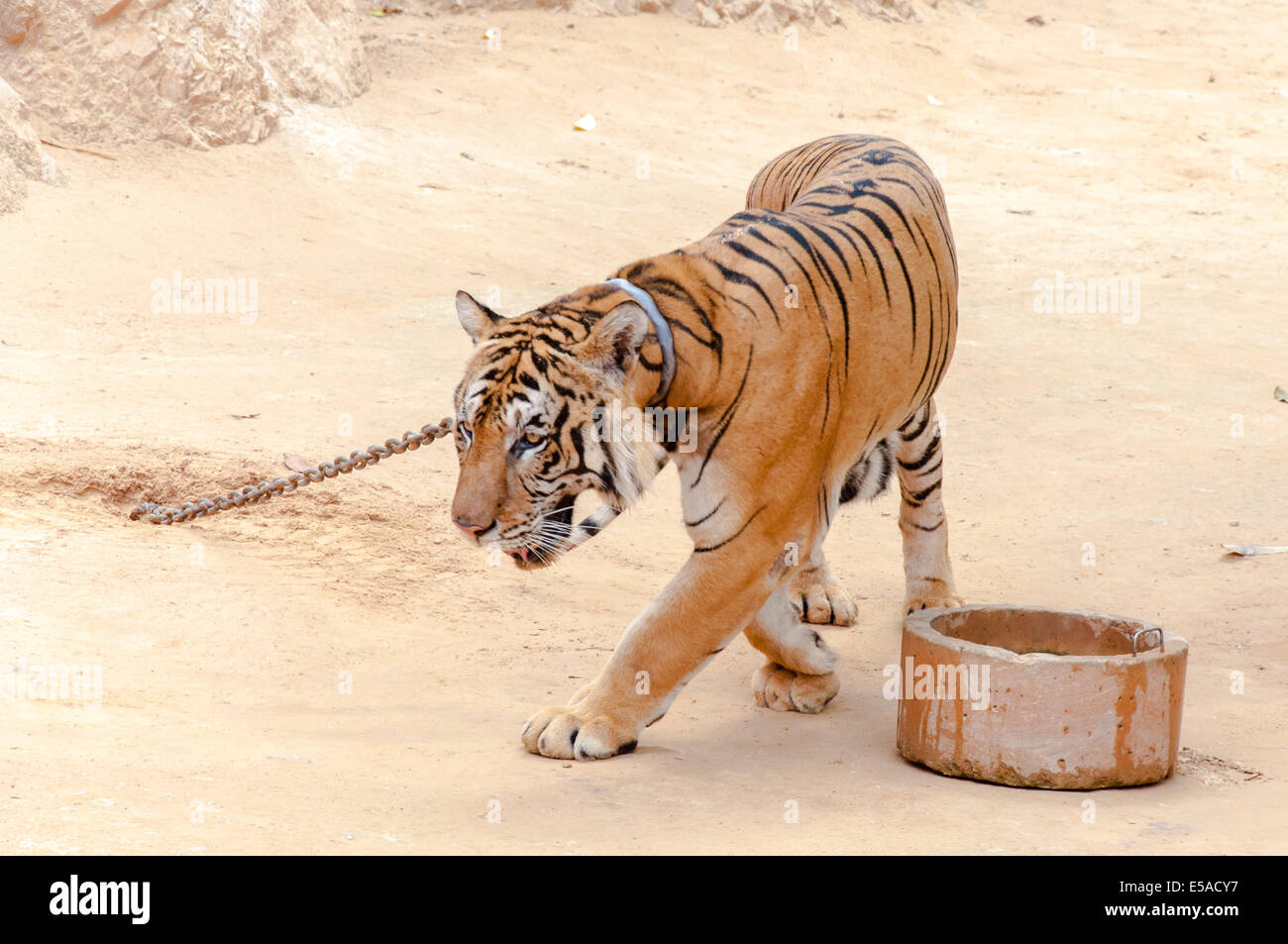 Buddhist monk with a bengal tiger at the Tiger Temple on May 23, 2014 ...