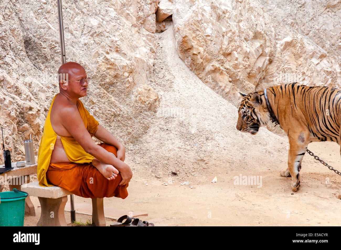 Buddhist monk with a bengal tiger at the Tiger Temple on May 23, 2014 ...