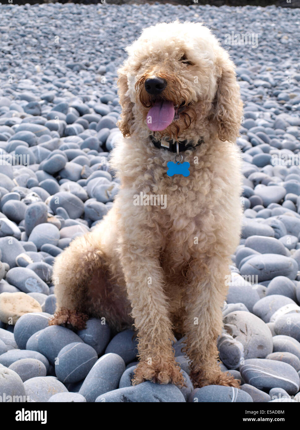 Lagotto Romagnolo on pebbles Stock Photo - Alamy