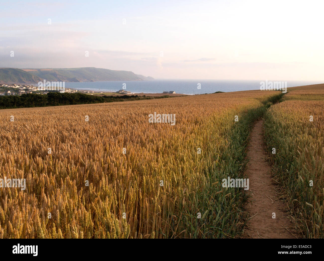 Path through wheat field hi-res stock photography and images - Alamy