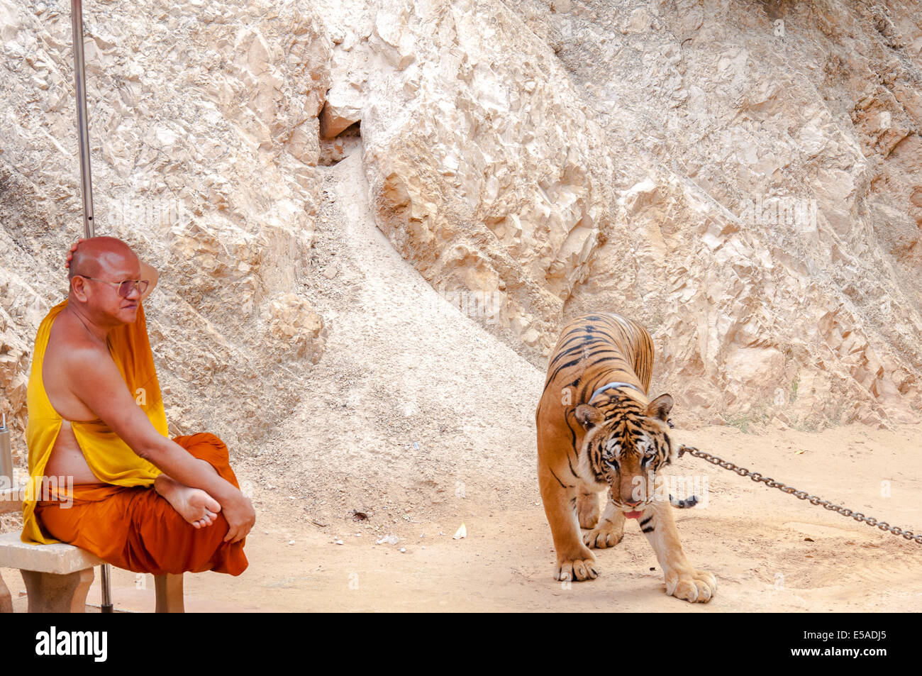 Buddhist monk with a bengal tiger at the Tiger Temple on May 23, 2014 ...