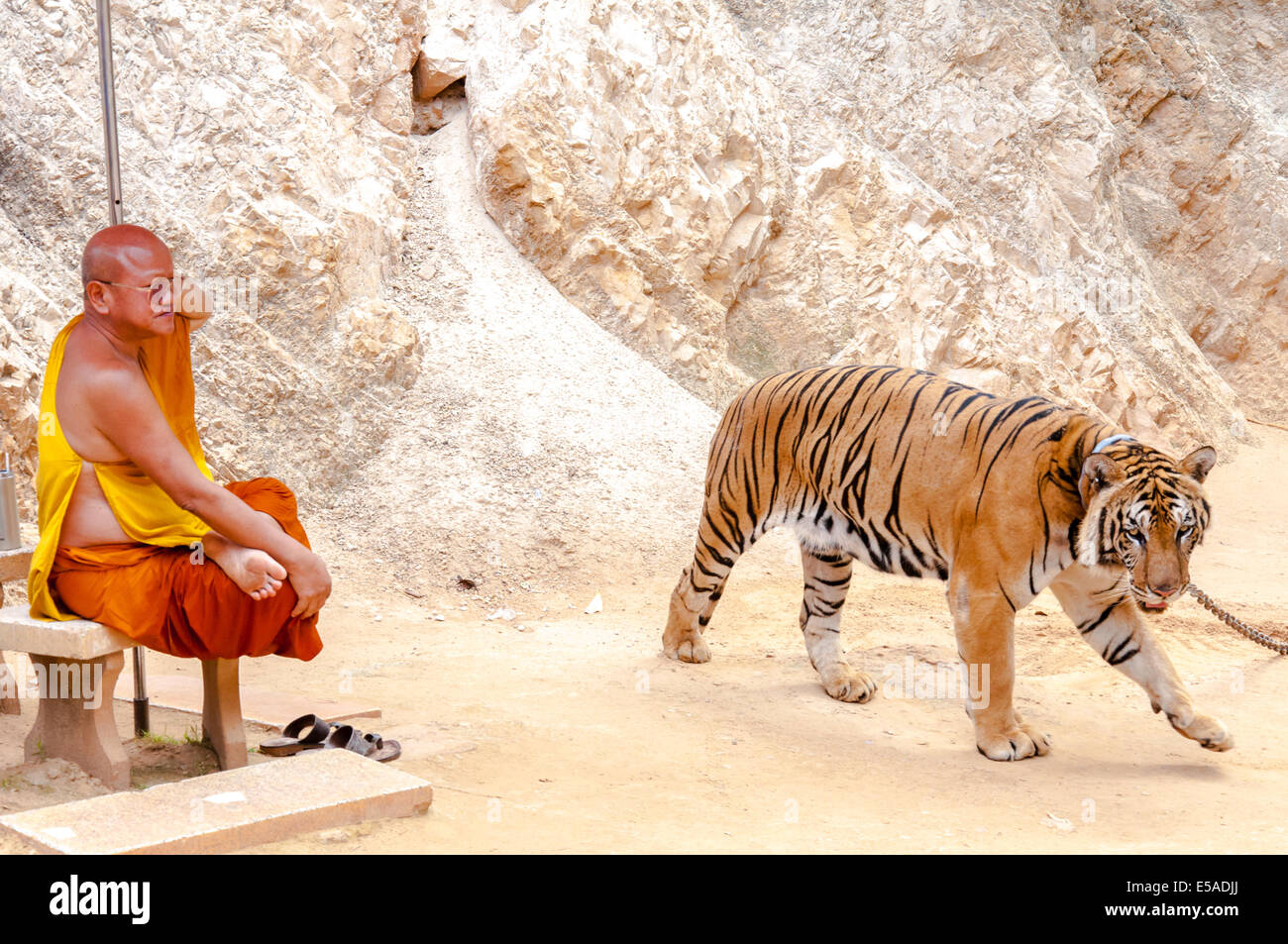 Buddhist monk with a bengal tiger at the Tiger Temple on May 23, 2014 ...