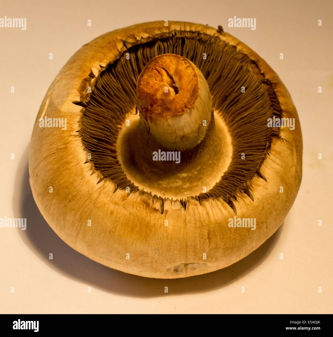 Torn mushroom hi-res stock photography and images - Alamy