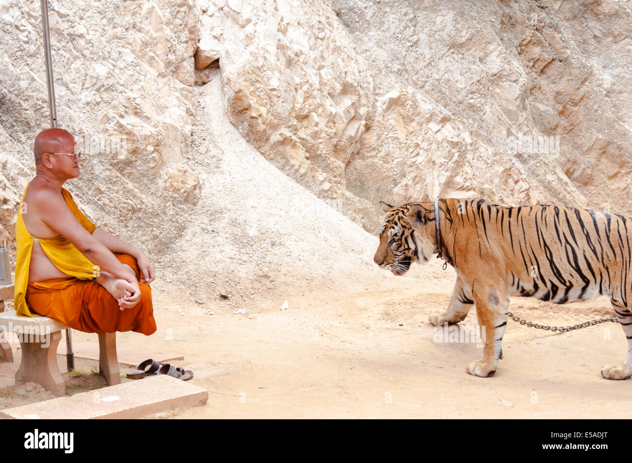 Buddhist monk with a bengal tiger at the Tiger Temple on May 23, 2014 ...