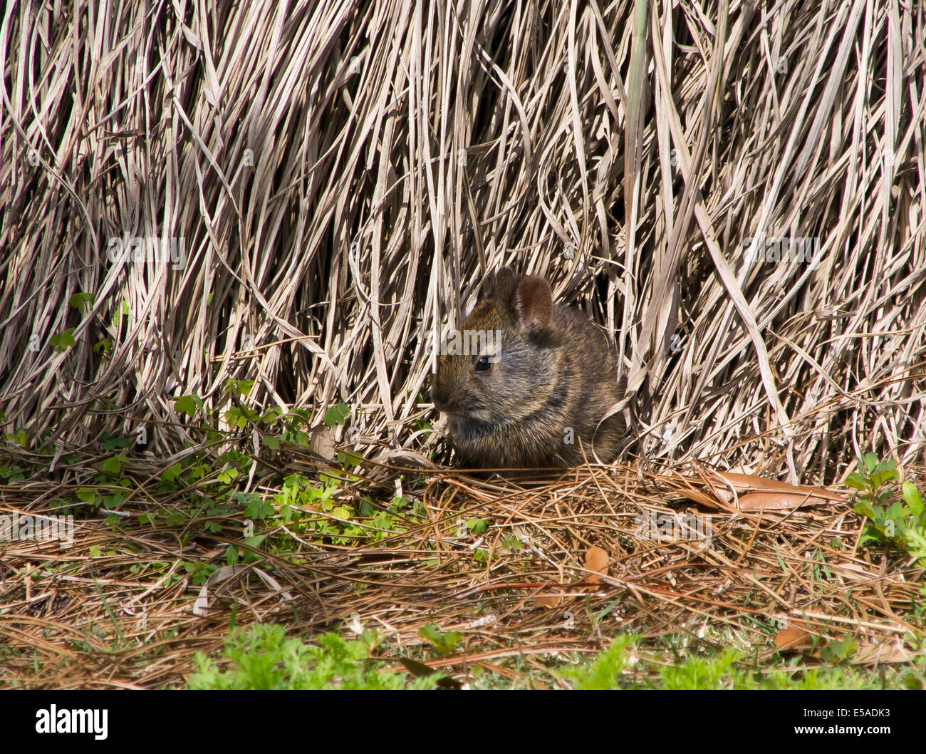 Rodent detail hi-res stock photography and images - Alamy