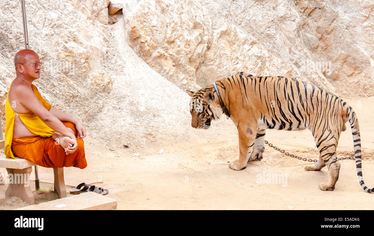 Buddhist monk with a bengal tiger at the Tiger Temple on May 23, 2014 ...