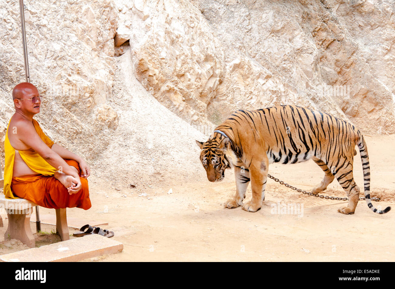 Buddhist monk with a bengal tiger at the Tiger Temple on May 23, 2014 ...