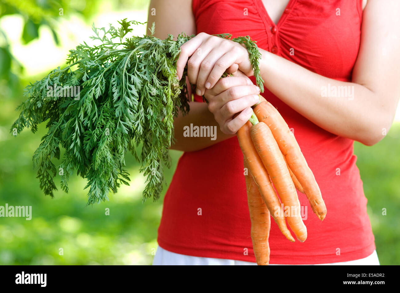 Human hands holding carrots hi-res stock photography and images - Alamy