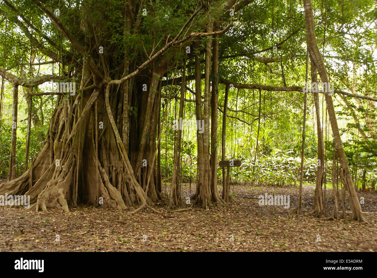Amazon jungle tree Stock Photo - Alamy