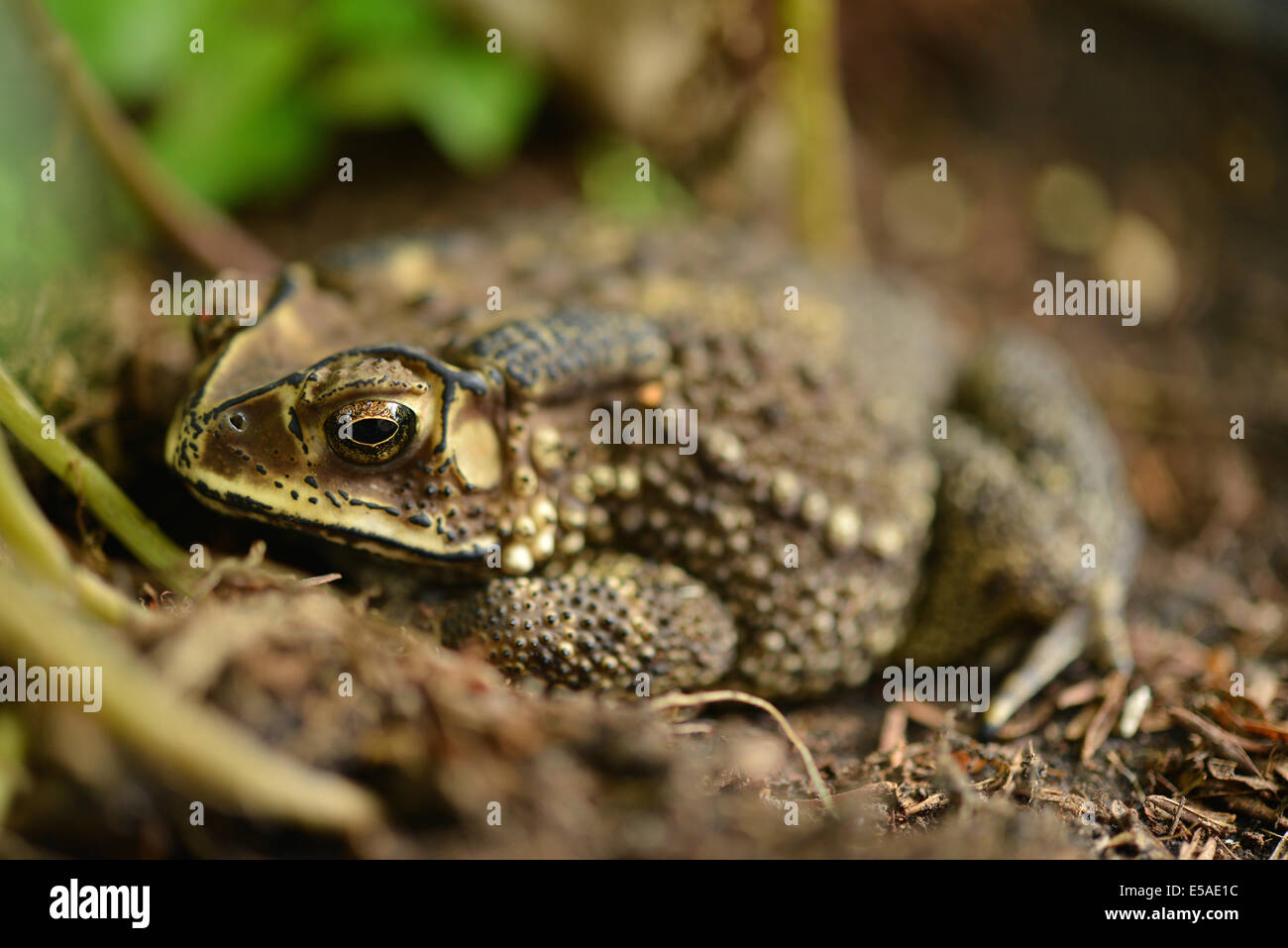 Toad of thailand hi-res stock photography and images - Alamy